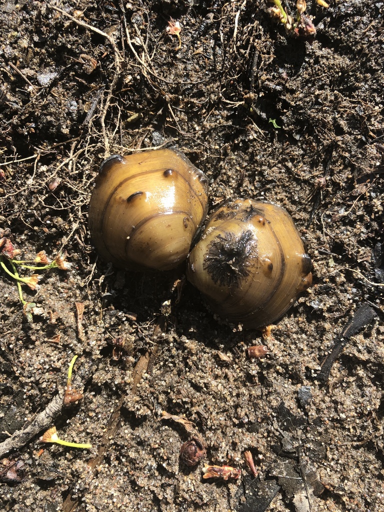 Wartyback from Pine Ln, Bagley, WI, US on May 8, 2020 at 05:07 PM by ...