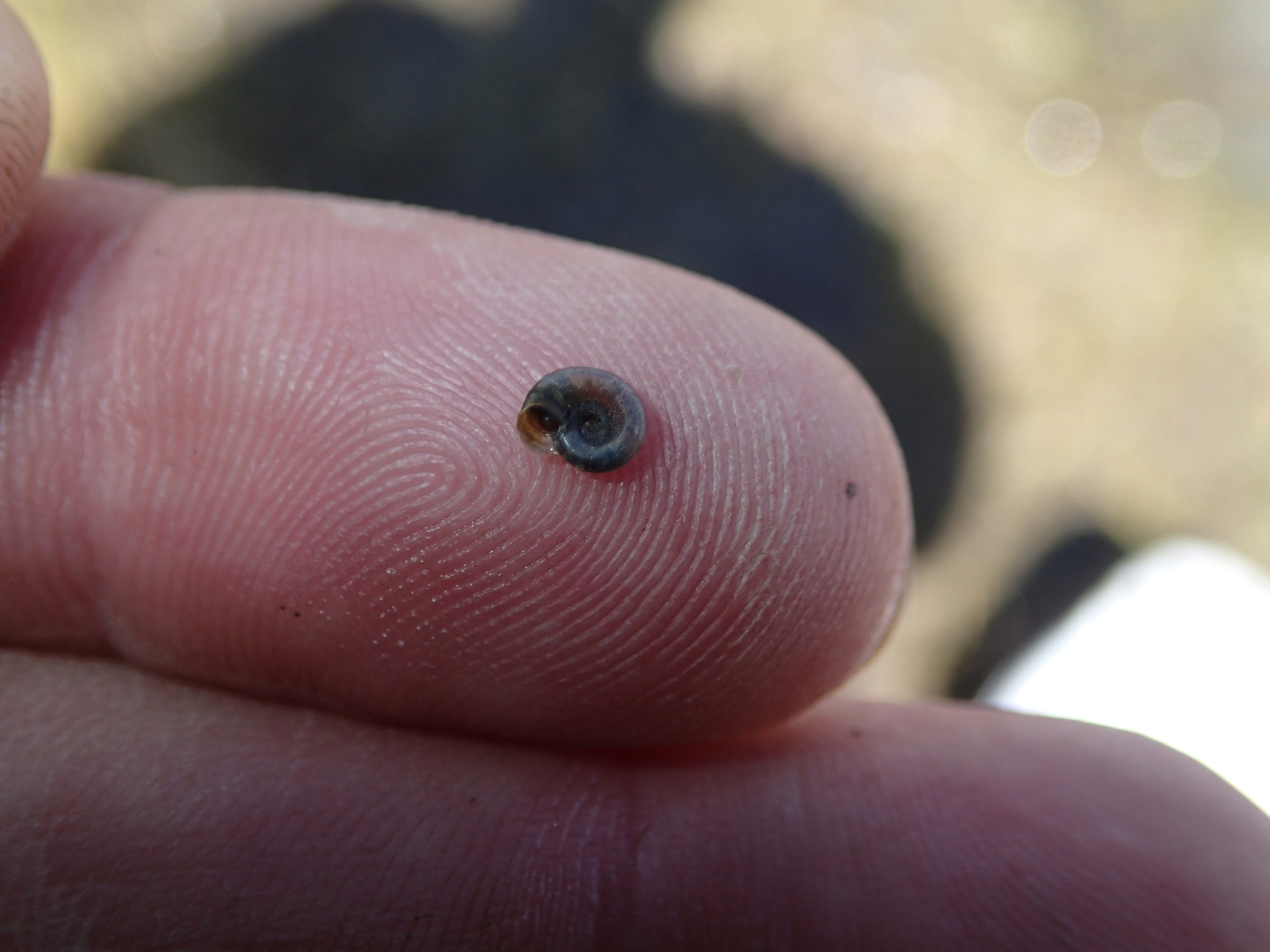 Gyraulus parvus (Say, 1817)