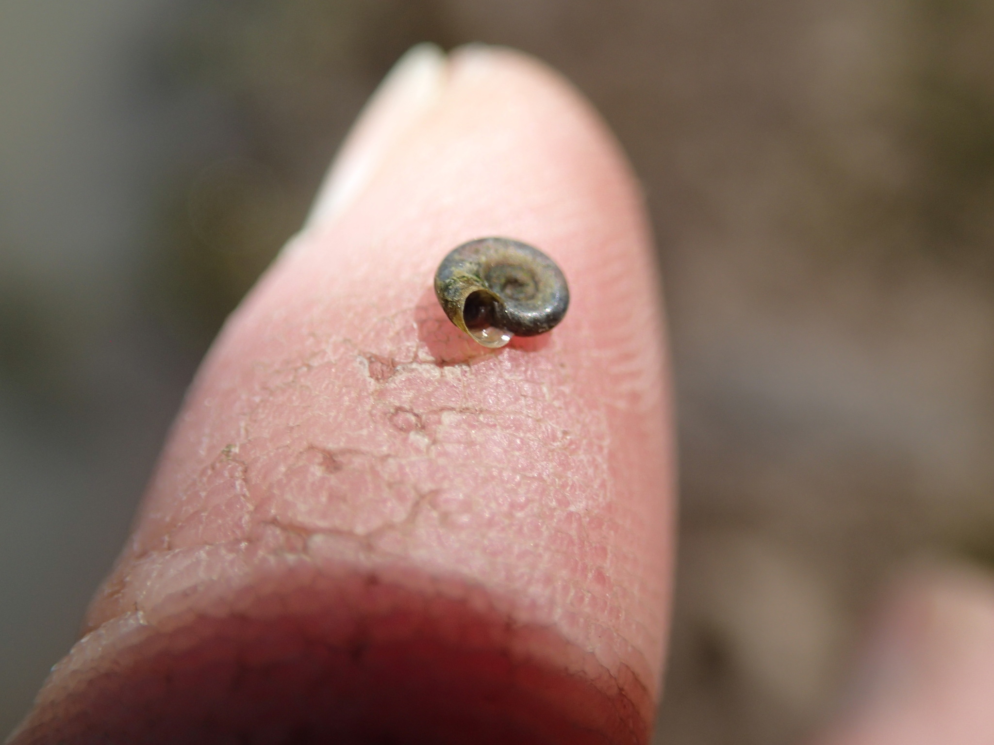 Gyraulus parvus (Say, 1817)