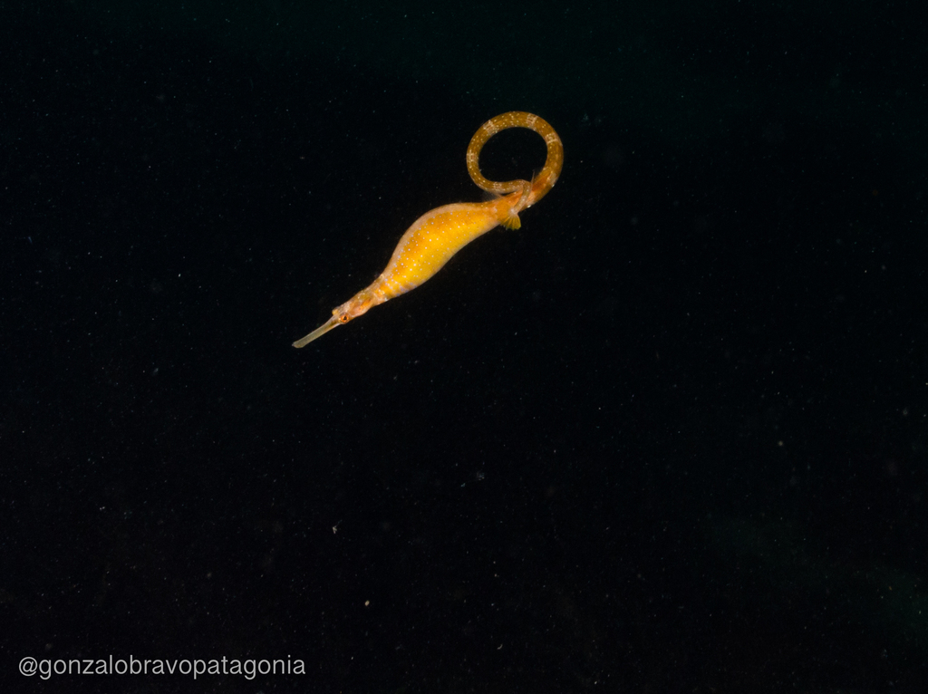 Patagonian pipefish (Leptonotus vincentae) - Marine Life Identification