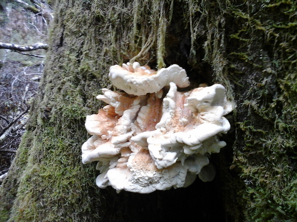 shelf fungi from Lake Daniells, West Coast 7895, New Zealand on January ...
