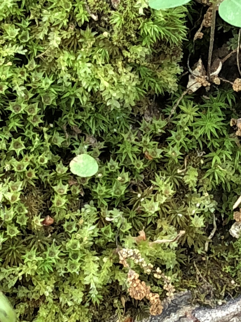 Smoothcap Mosses from Quail Ridge Park, Wentzville, MO, US on May 8 ...