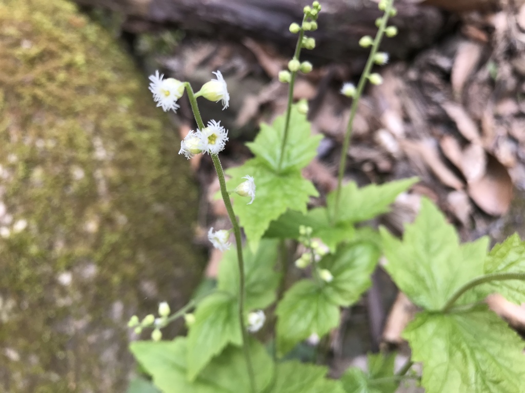 twoleaf miterwort from Bedford Reservation, Walton Hills, OH, US on May ...