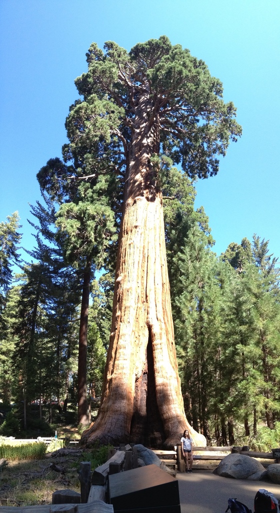 giant sequoia from California, USA on August 6, 2016 at 10:17 AM by ...