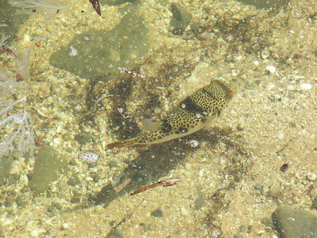 Smooth Toadfish from Inverloch VIC 3996, Australia on January 19, 2009 ...