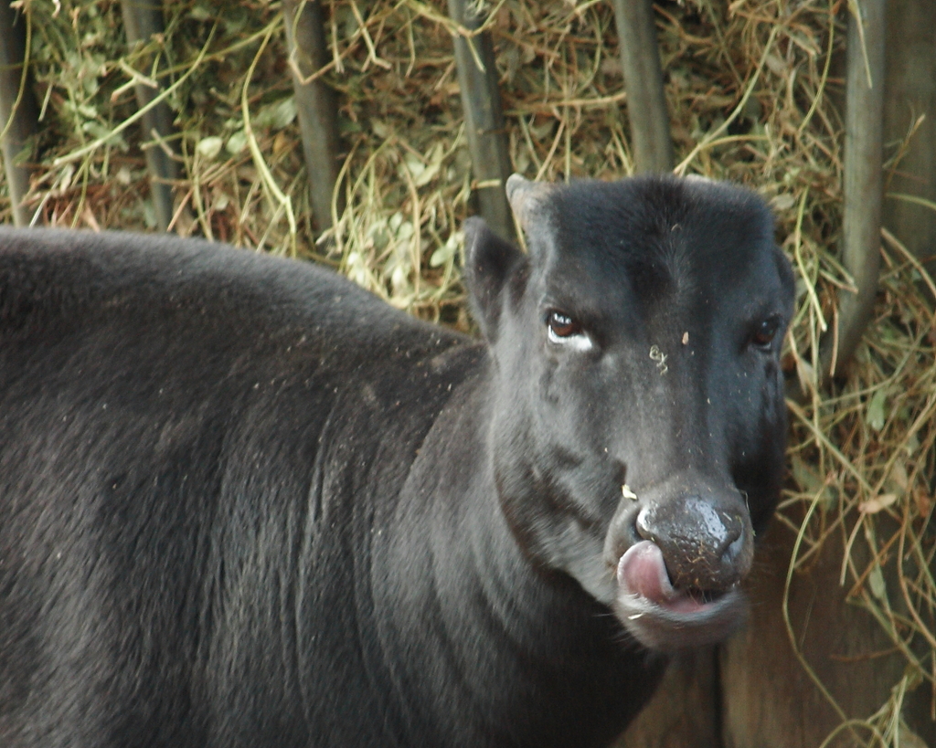 Lowland Anoa (Bubalus depressicornis) - Know Your Mammals