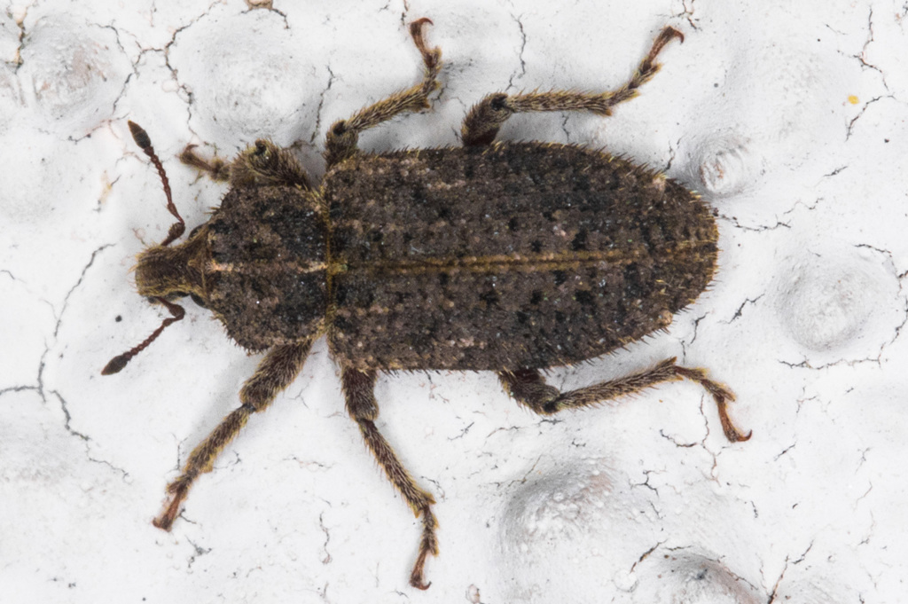 Vegetable Weevil from House - Santee on May 6, 2020 at 09:44 PM by BJ ...