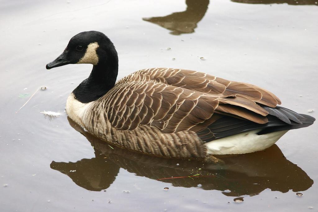 Giant Canada Goose from 25 Taitua Road, Temple View, Hamilton 3289, New ...