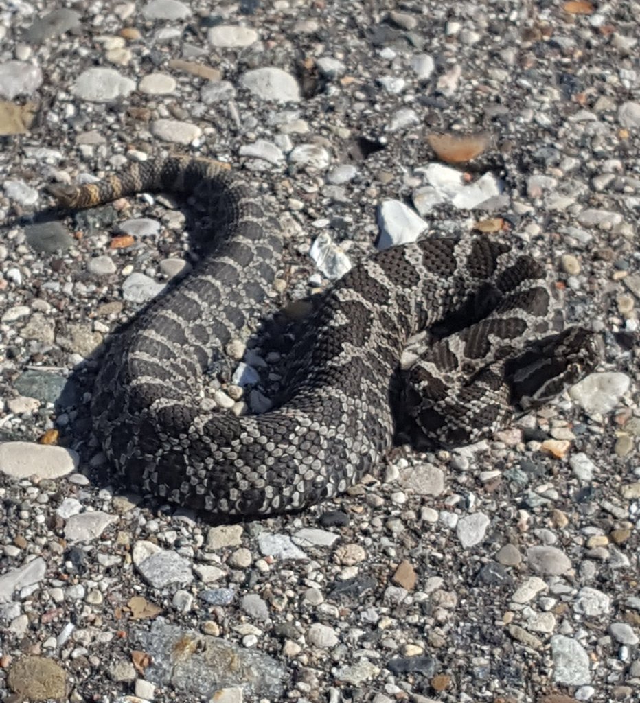 Massasauga in October 2019 by Lucina Brown. rattlesnake habitat is a ...