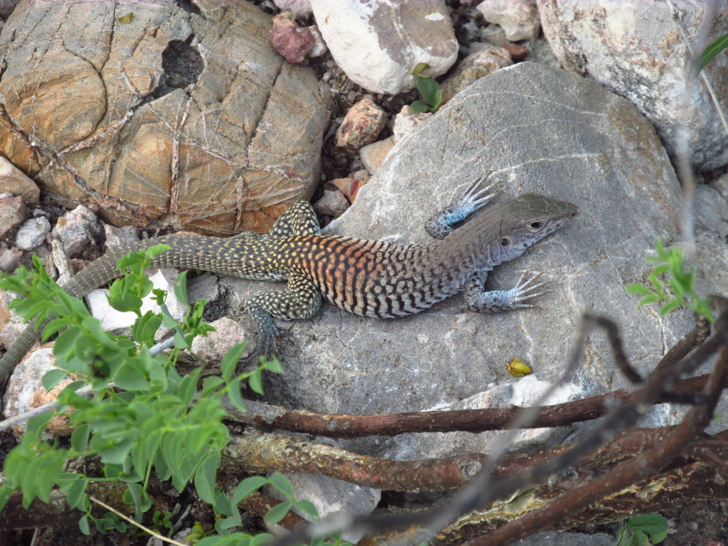 Plateau Spotted Whiptail from Peñón Blanco, Dgo., México on August 01 ...