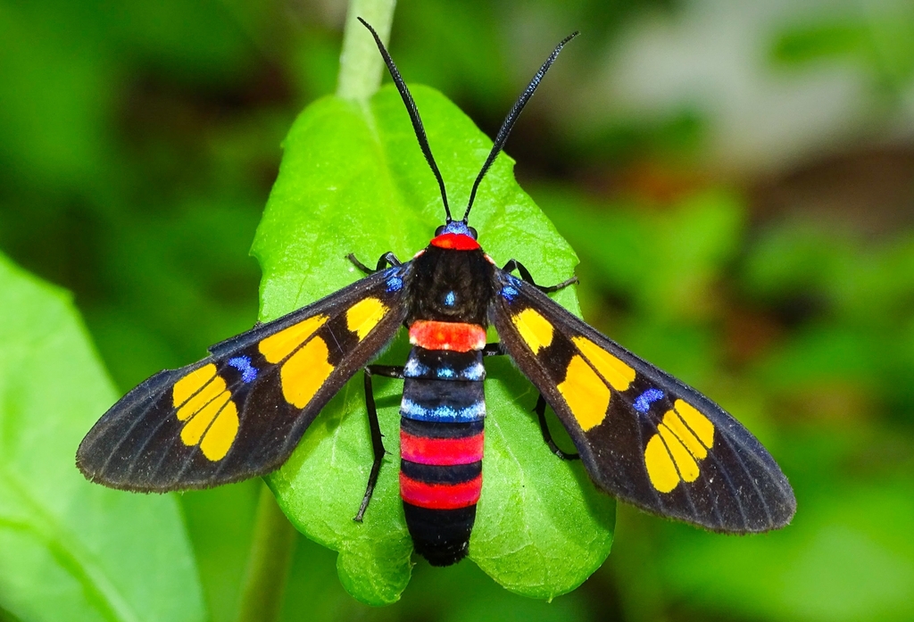 Painted Handmaiden Moth from Kerala 688540, India on December 15, 2019 ...