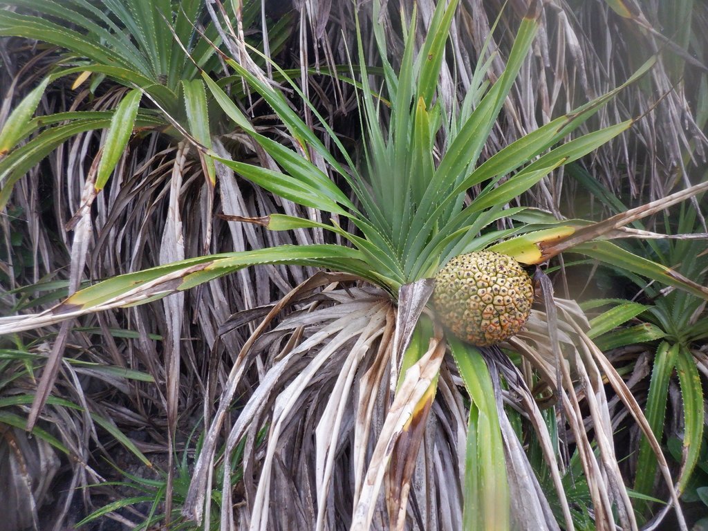 Screw-pine (Pandanus odorifer) - Botanical Realm