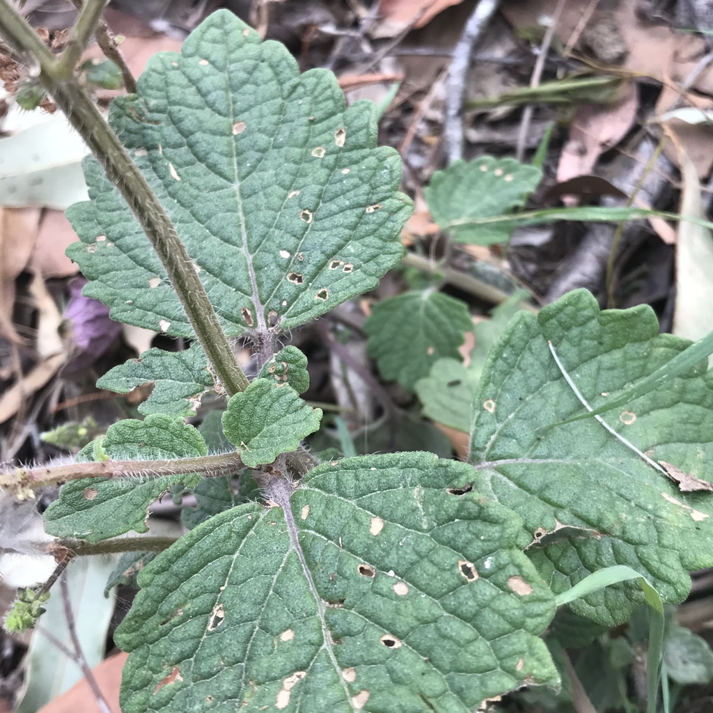 little spurflower from Kingsholme-Upper Coomera, Willow Vale, QLD, AU ...