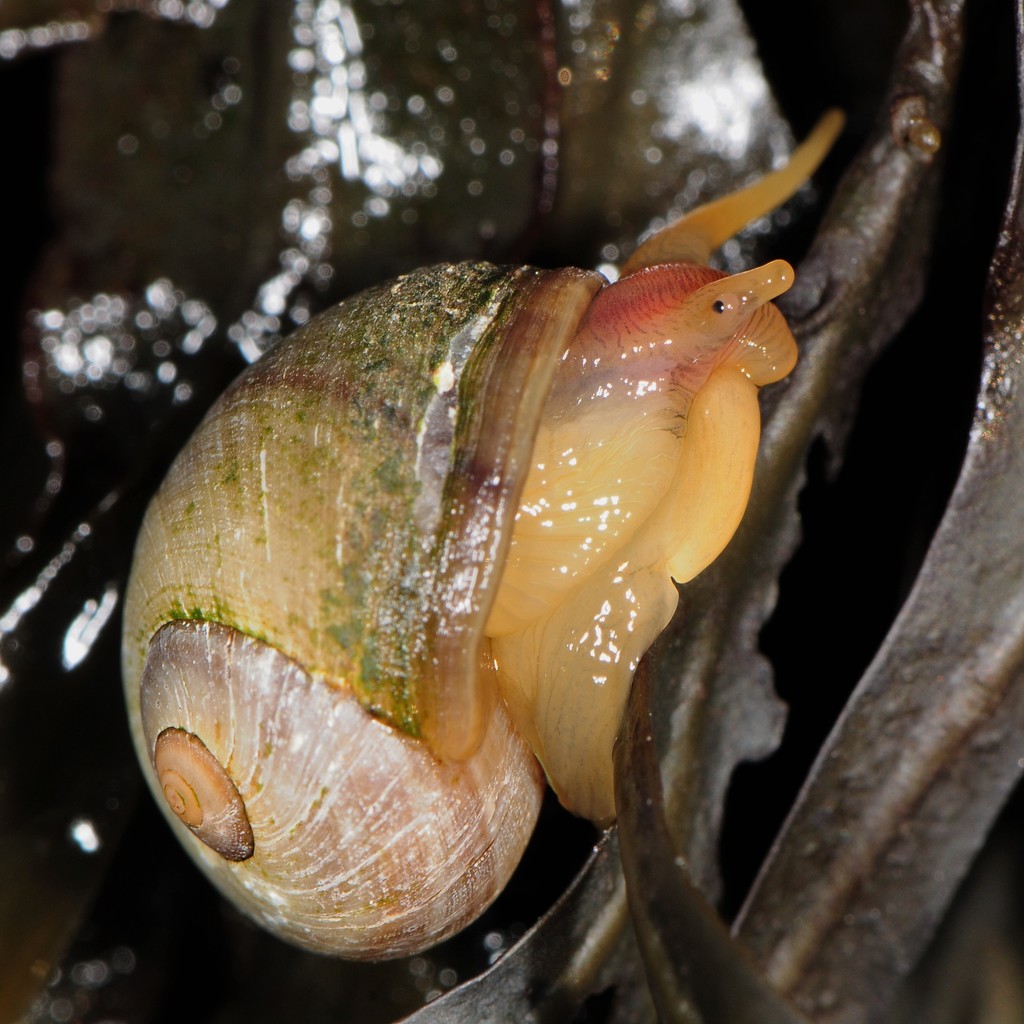Flat Periwinkle from Stage Fort Park, Hough Avenue, Gloucester, MA, US ...