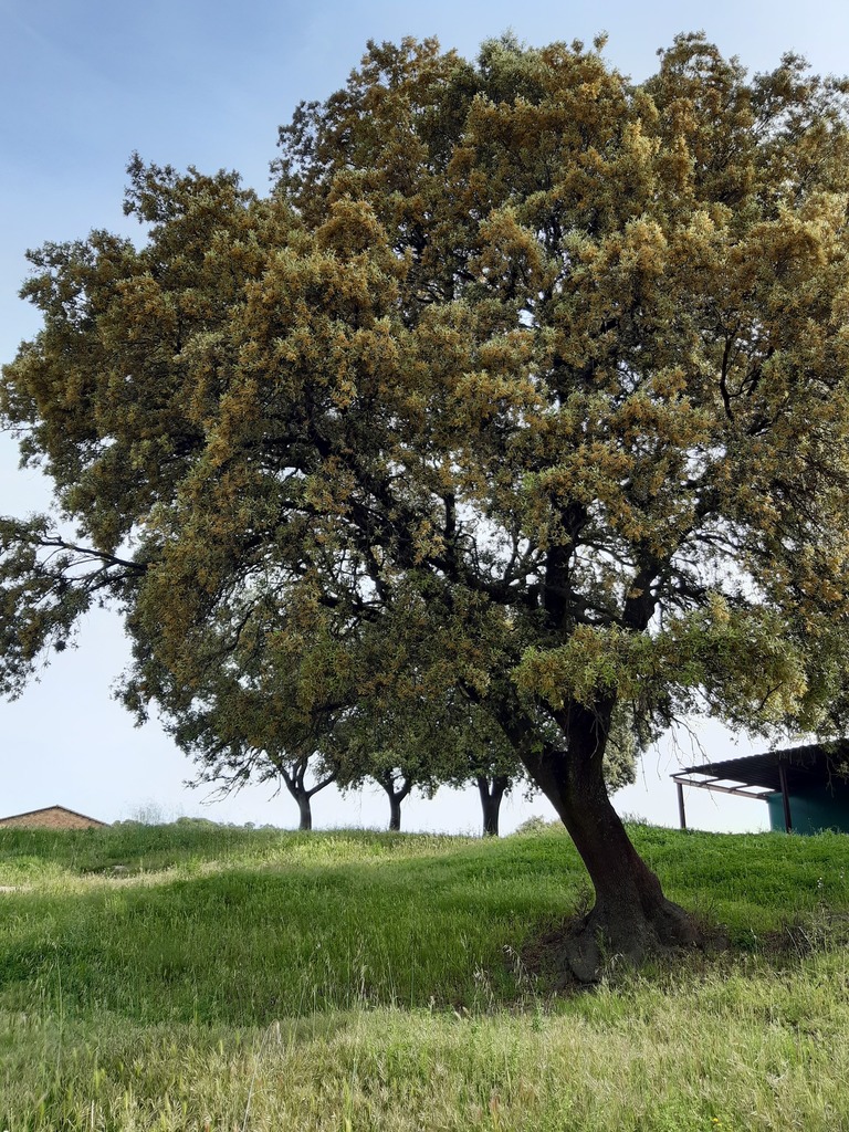 Holm oak from Barcelona, ES-CT, ES on May 9, 2020 by txellbm ...