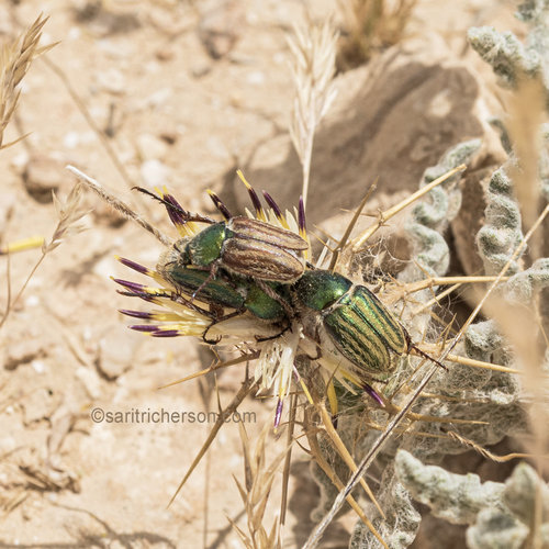 Glaphyrus orbachi · iNaturalist United Kingdom