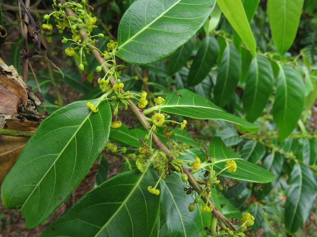 Umbrella Cheese Tree from Cairns QLD, Australia on November 11, 2018 at ...