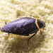Observation of Hemithyrsocera palliata - Gee Nature