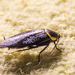 Observation of Hemithyrsocera palliata - Gee Nature
