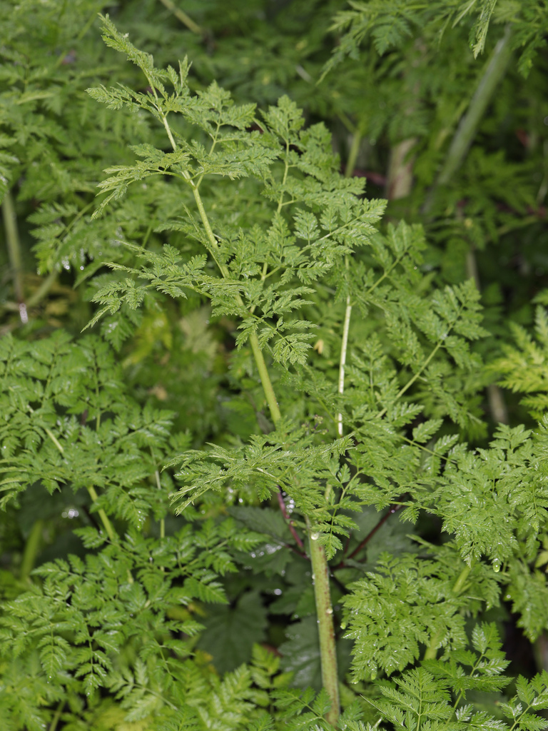 poison hemlock from Contra Costa, California, United States on April 16 ...