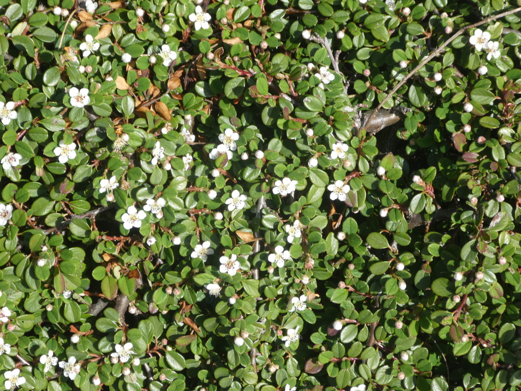 Wall cotoneaster from 3925 Scherpenzeel, Nederland on May 08, 2020 at ...
