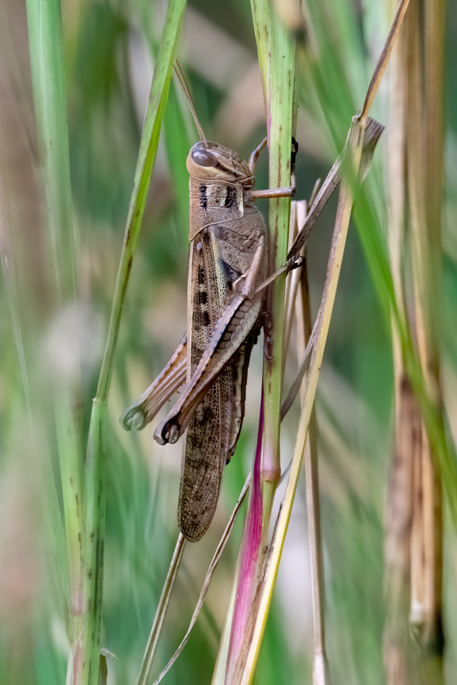 Confusing Spur-throated Locust from Eerwah Vale QLD 4562, Australia on ...