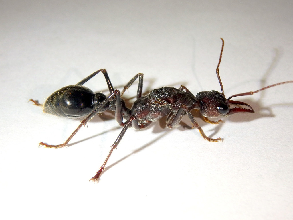 Inch Ant in May 2020 by Geoffrey Cox · iNaturalist
