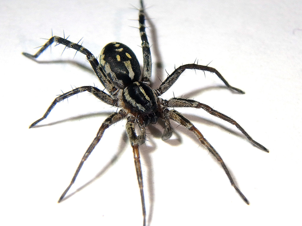 Spotted Ground Swift Spider in May 2020 by Geoffrey Cox · iNaturalist