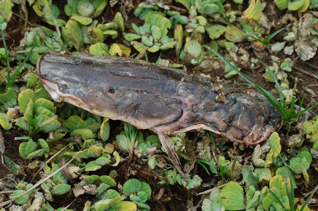 Reticulated Sorubim (Pseudoplatystoma reticulatum) - Marine Life ...