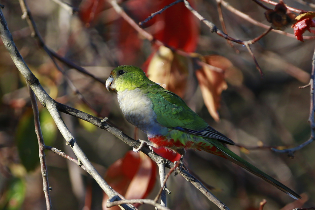 Red-capped Parrot from Karragullen WA 6111, Australia on May 9, 2020 at ...