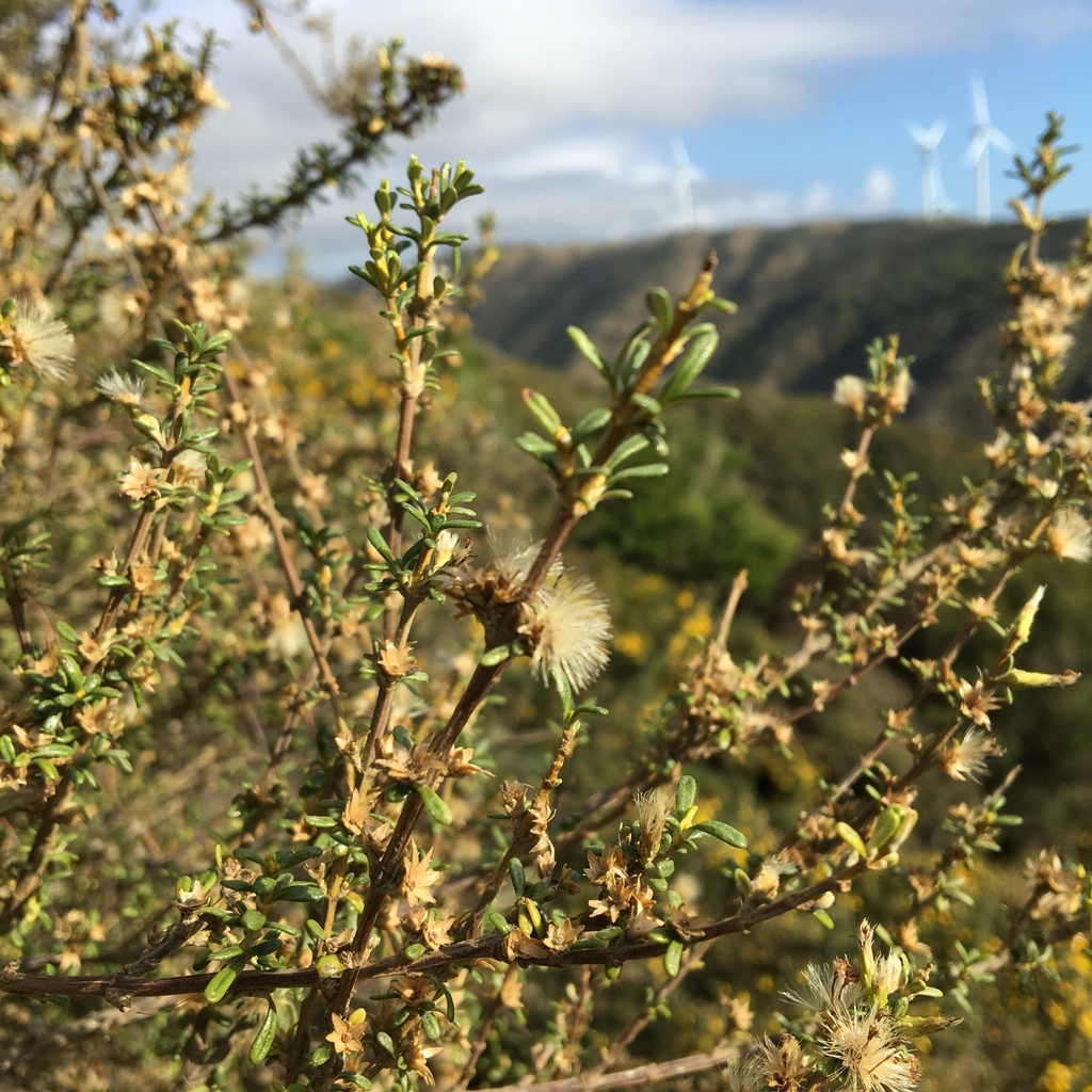 Coastal tree daisy from Wellington, Makara, Wellington, NZ on May 09 ...
