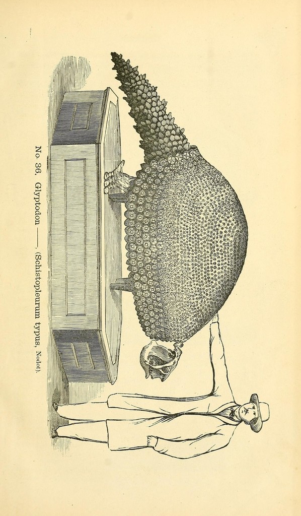 Key-foot Glyptodon (Glyptodon clavipes) - Know Your Mammals