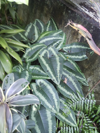 (Schismatoglottis calyptrata) - Botanical Realm
