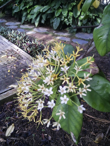 Tarenna fragrans (Flora Singapore List T) · iNaturalist
