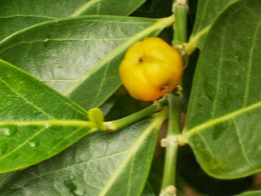 Limau Hantu (Flora Singapore List S) · iNaturalist