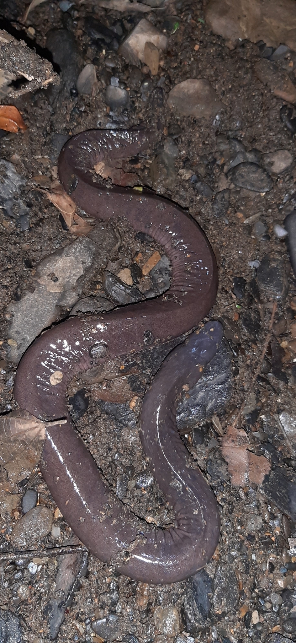 Typhlonectes natans (Fischer, 1880)