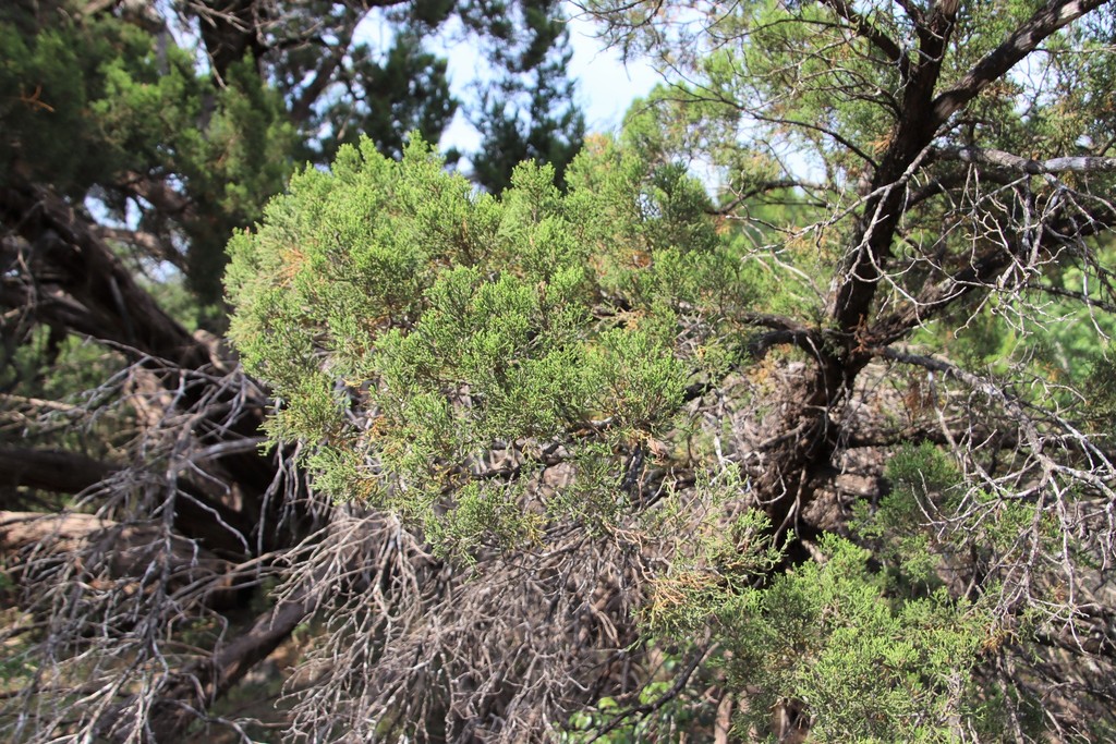 Ashe juniper (Juniperus ashei) - Botanical Realm