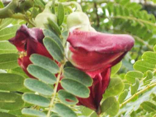 Agati (Sesbania grandiflora) - Botanical Realm