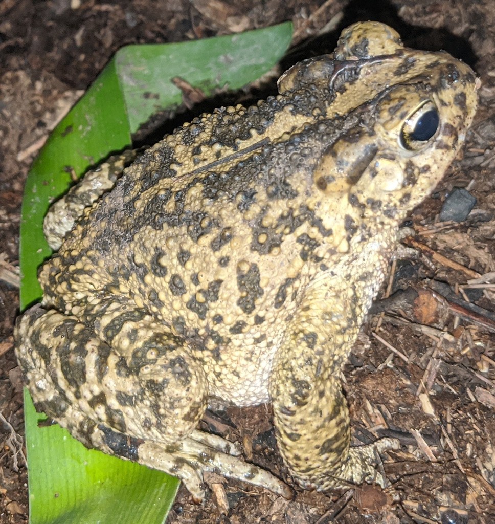 Pine Toad in May 2020 by N.R. Jenzen-Jones · iNaturalist