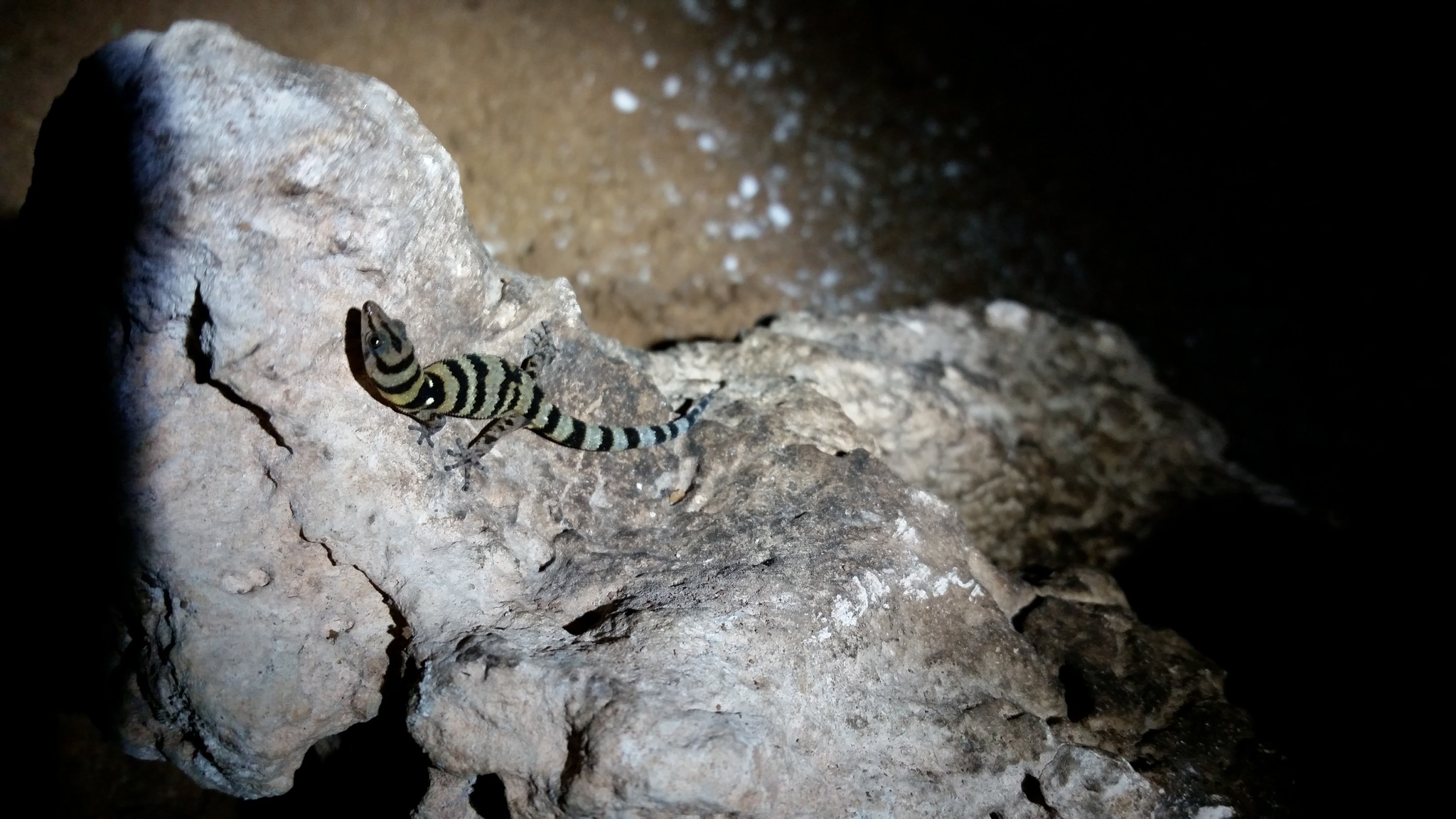 Sphaerodactylus samanensis Cochran, 1932