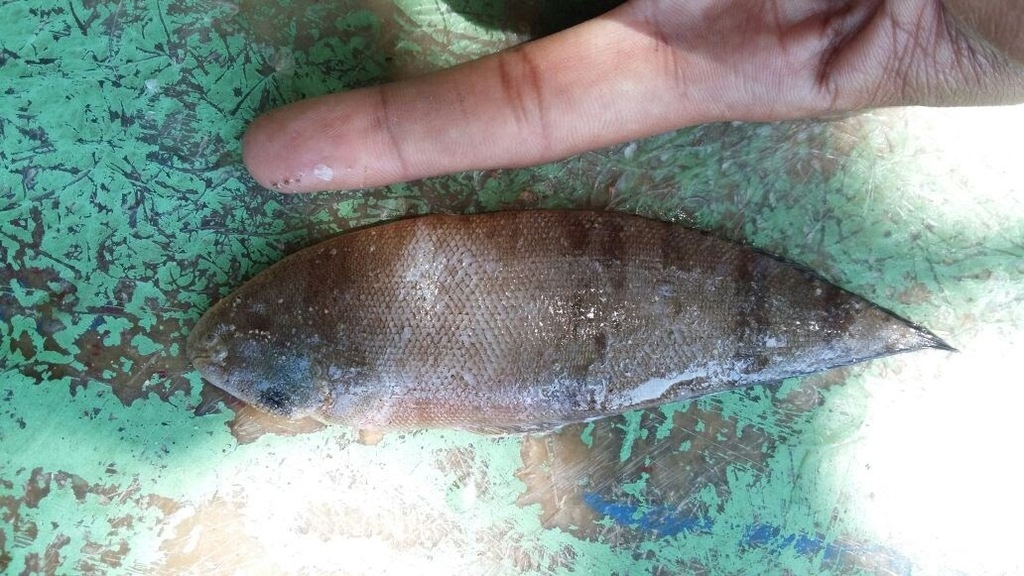 Blackcheek Tonguefish (Symphurus plagiusa) - Marine Life Identification