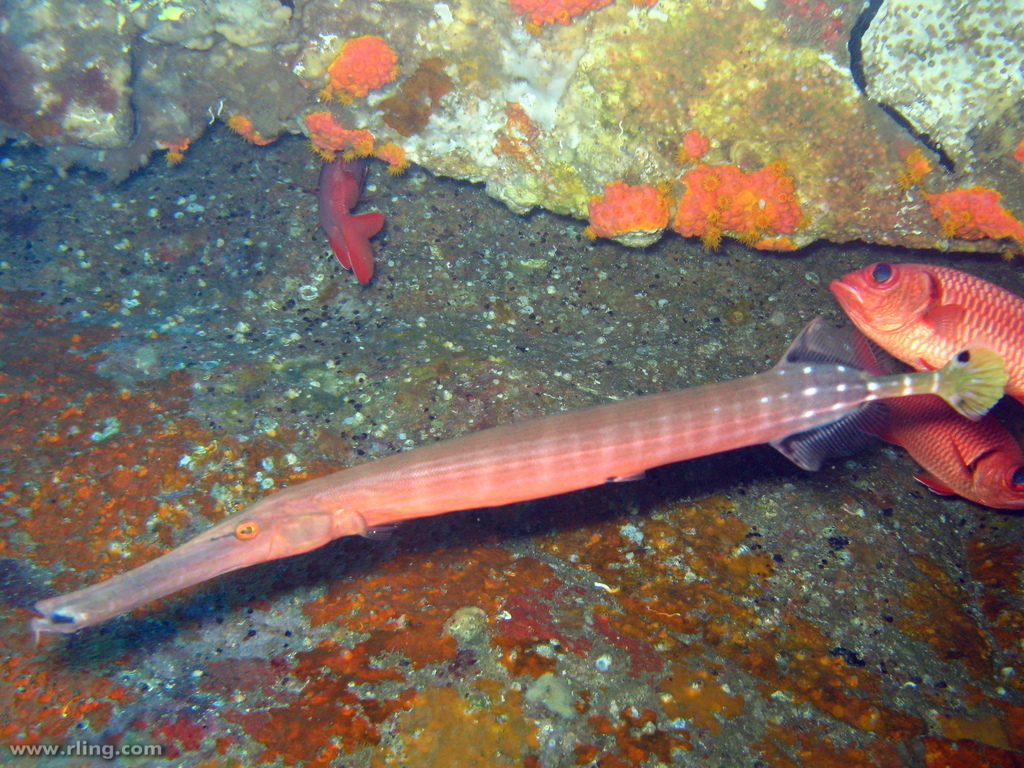 Trumpetfishes (Aulostomidae) - Marine Life Identification