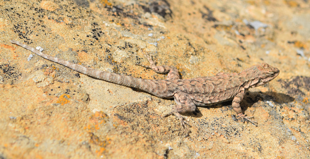 Ornate Tree Lizard from Rio Blanco Lake, Rio Blanco County, CO, USA on ...