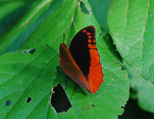 Southern Flame-bordered Emperor (Subspecies Charaxes protoclea azota ...