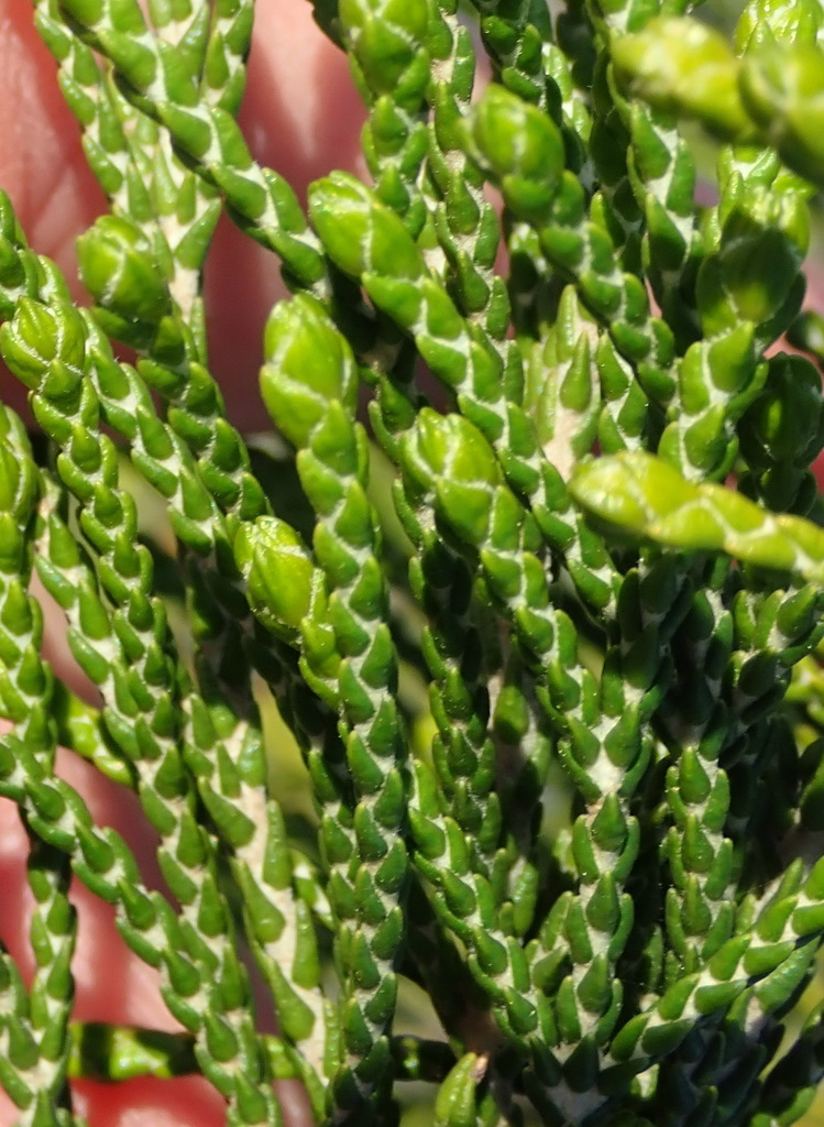Beach Gonna (Passerina rigida) - Botanical Realm