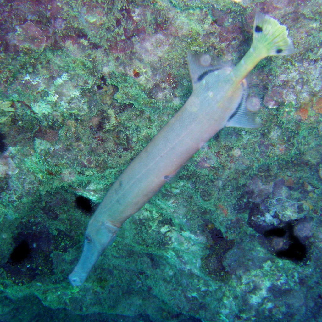 Trumpetfishes (Aulostomidae) - Marine Life Identification