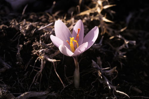 Crocus oreocreticus · iNaturalist