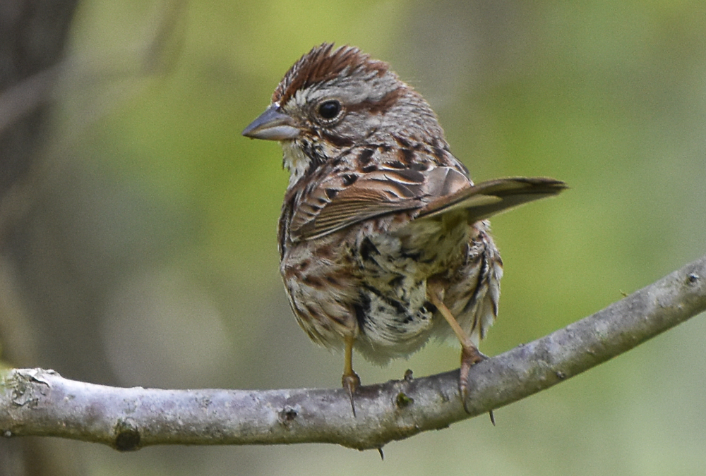 Song Sparrow from 11202 Garrison Forest Rd, Owings Mills, MD 21117, USA ...
