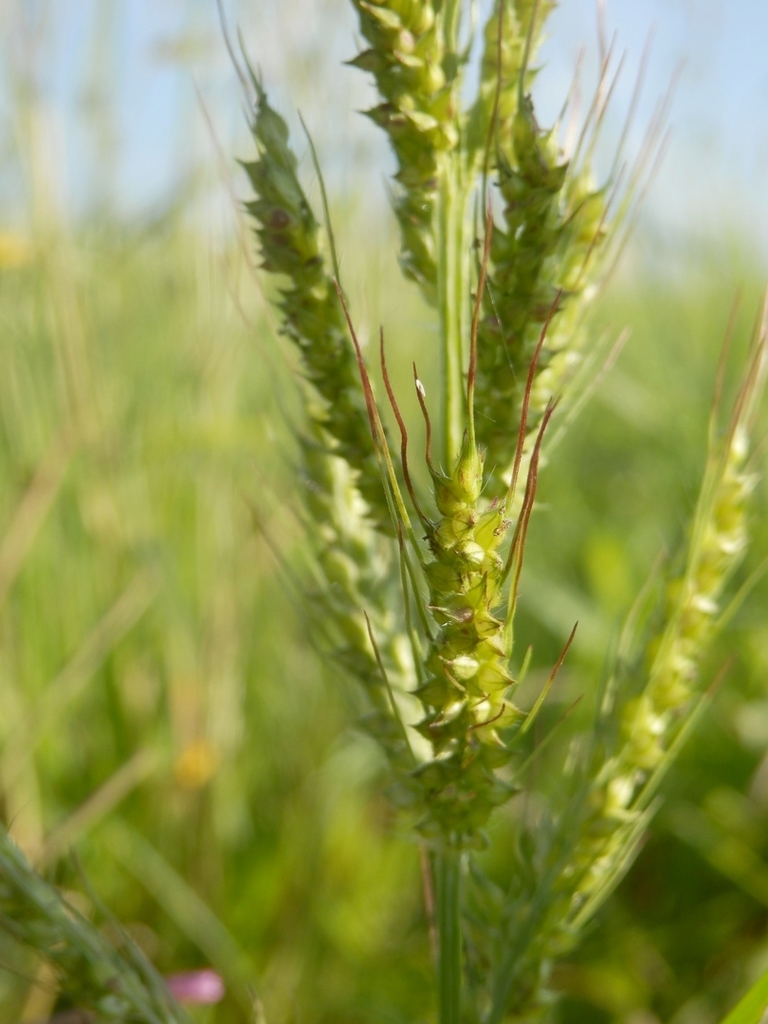 barnyardgrass (KTA Road survey) · iNaturalist