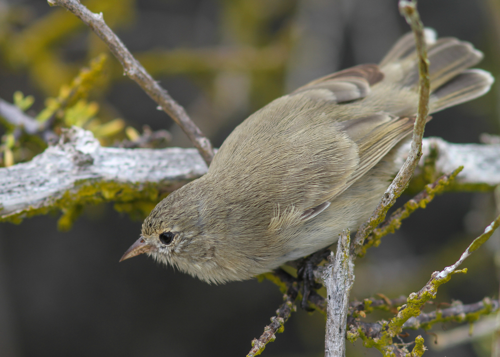 Gray Warbler-Finch from Española Island, Ecuador on July 5, 2017 by ...